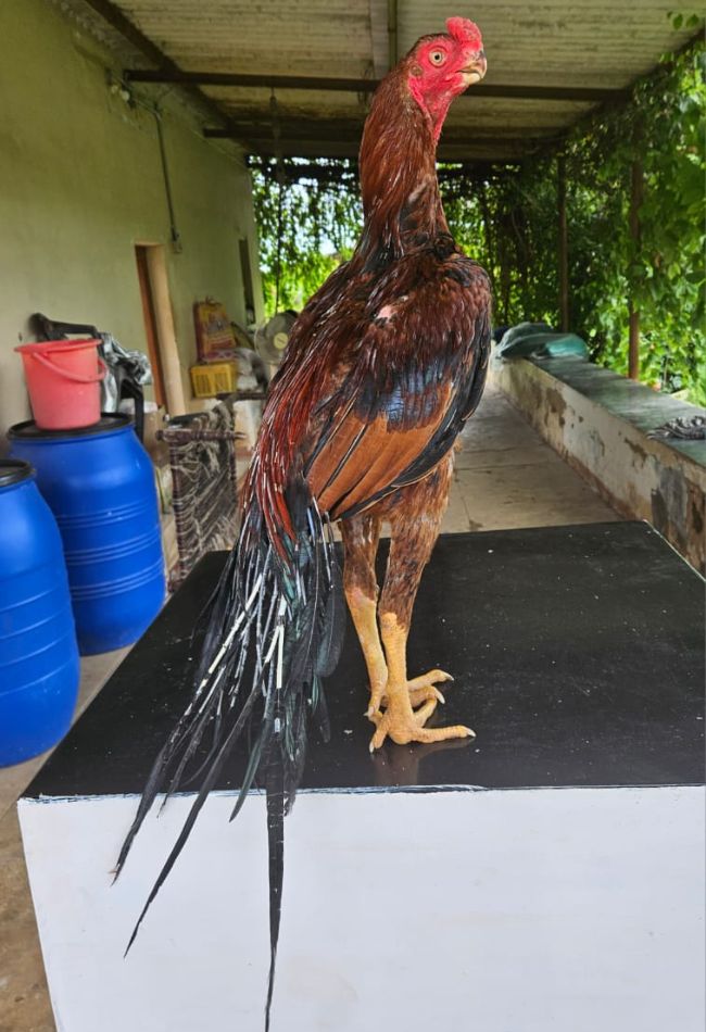 Parrot Beak Aseel: A Complete Guide to This Unique and Majestic Chicken ...